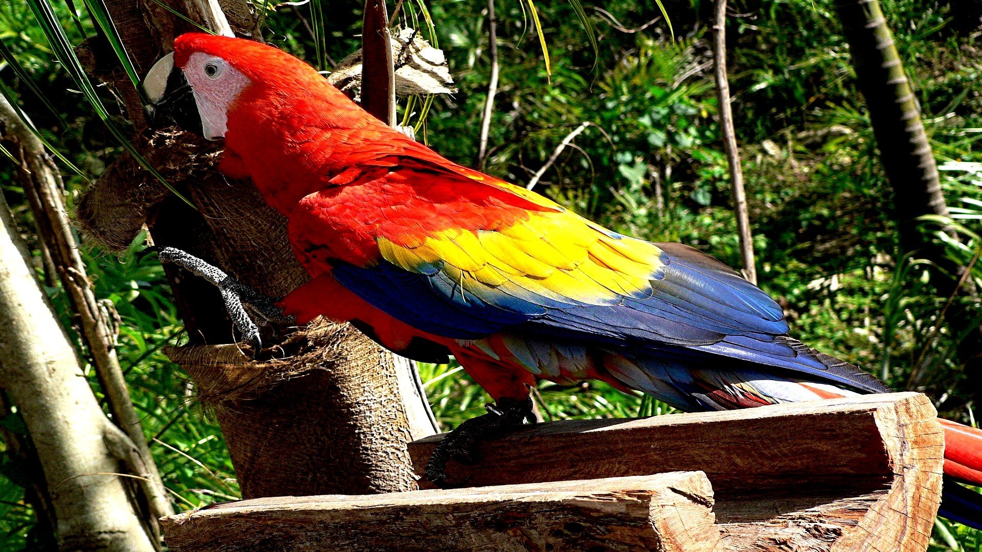 Scarlet Macaw Picture - Image Abyss