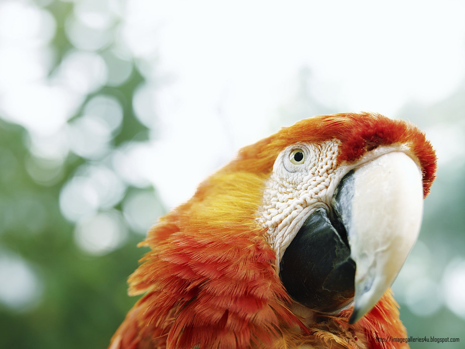 Macaw Image - ID: 467403 - Image Abyss