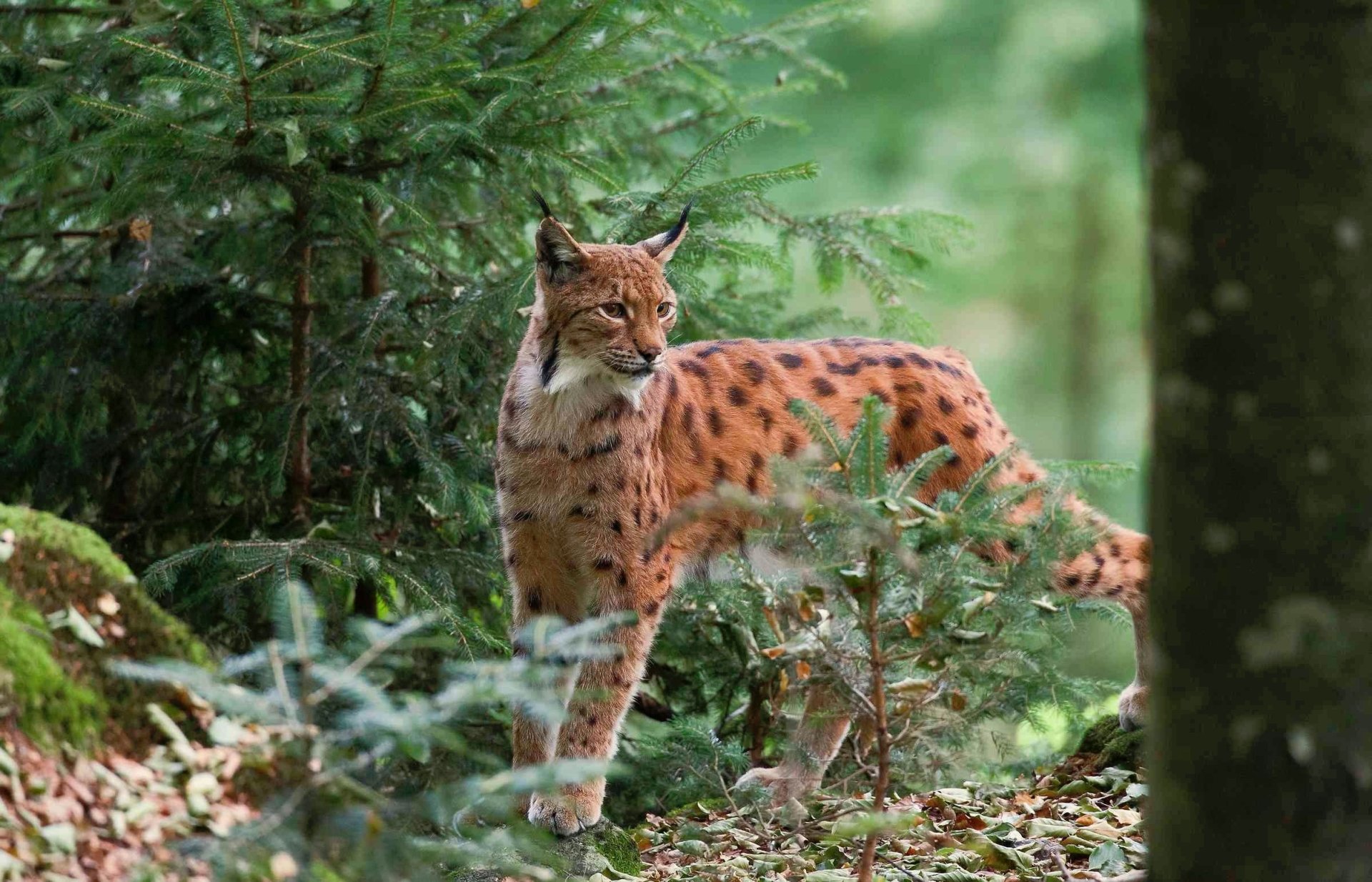 Download Animal Lynx Image