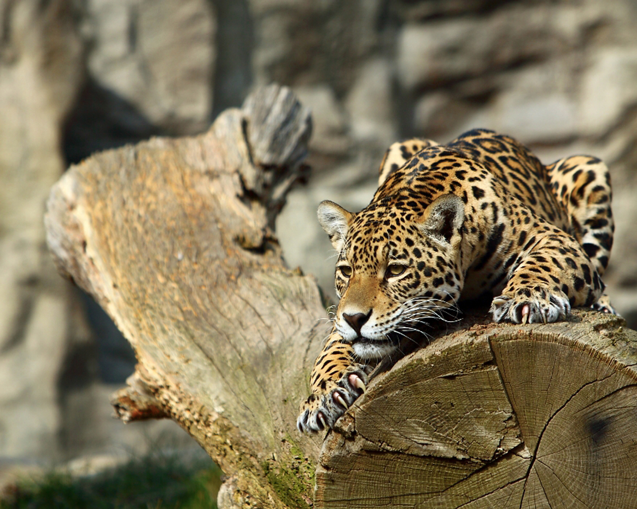 Download Animal Leopard Image