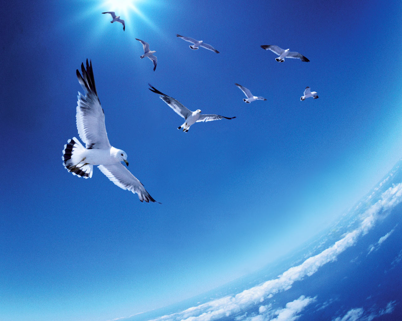 Majestic Seagulls Soaring Through a Clear Blue Sky