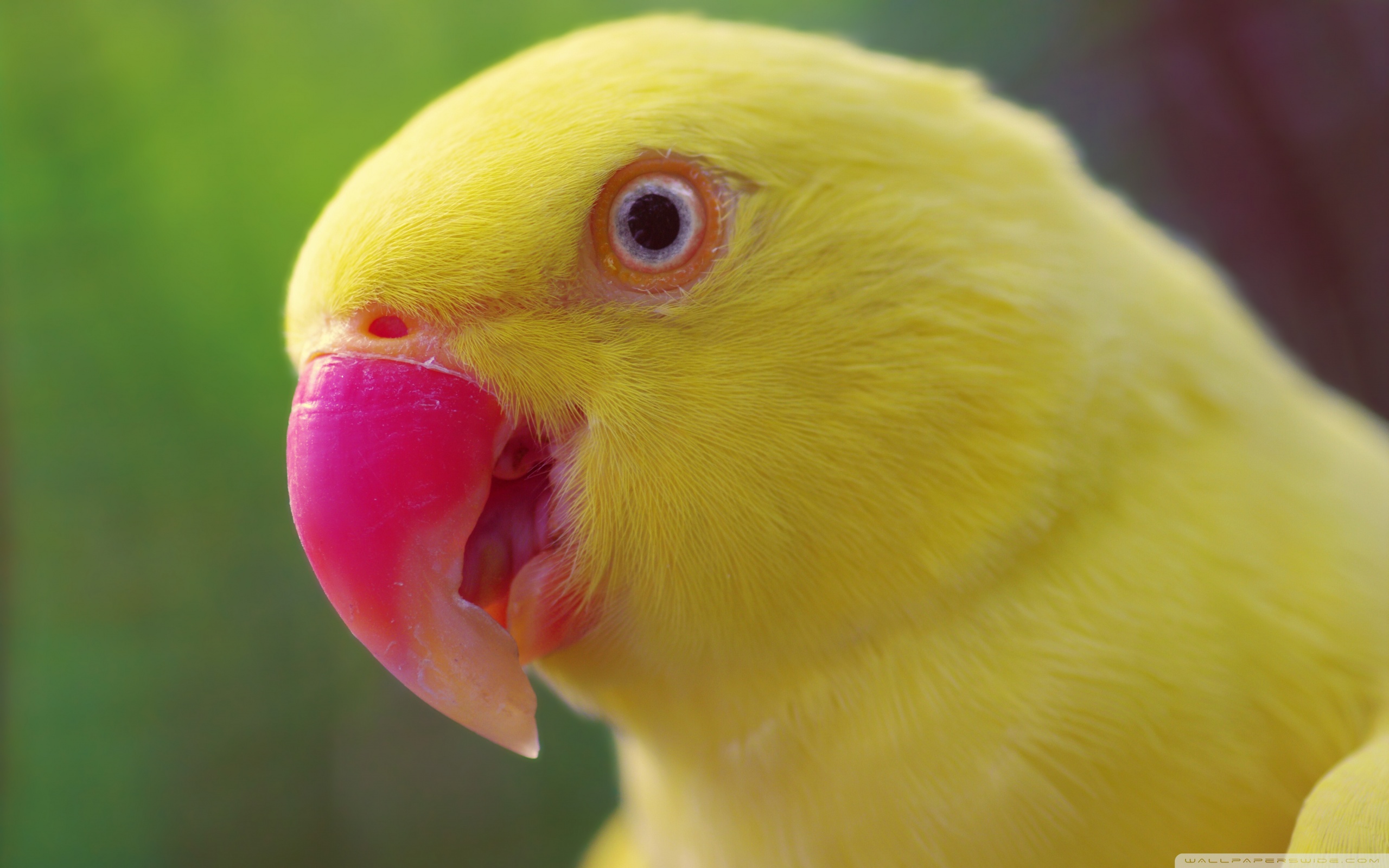 Charming Rose-Ringed Parakeet: Nature's Colorful Delight