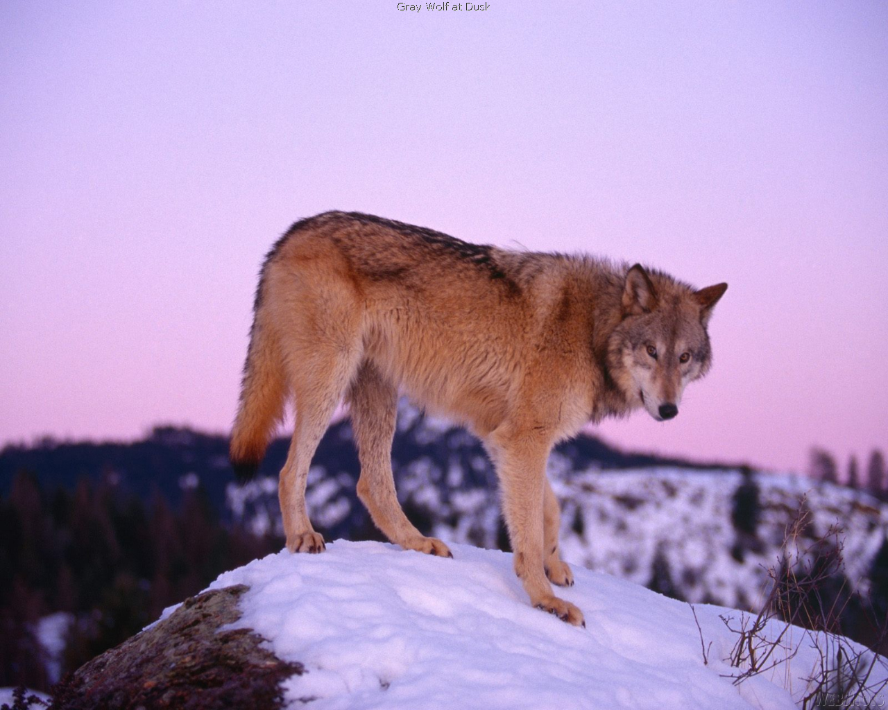 Wolf Picture - Image Abyss