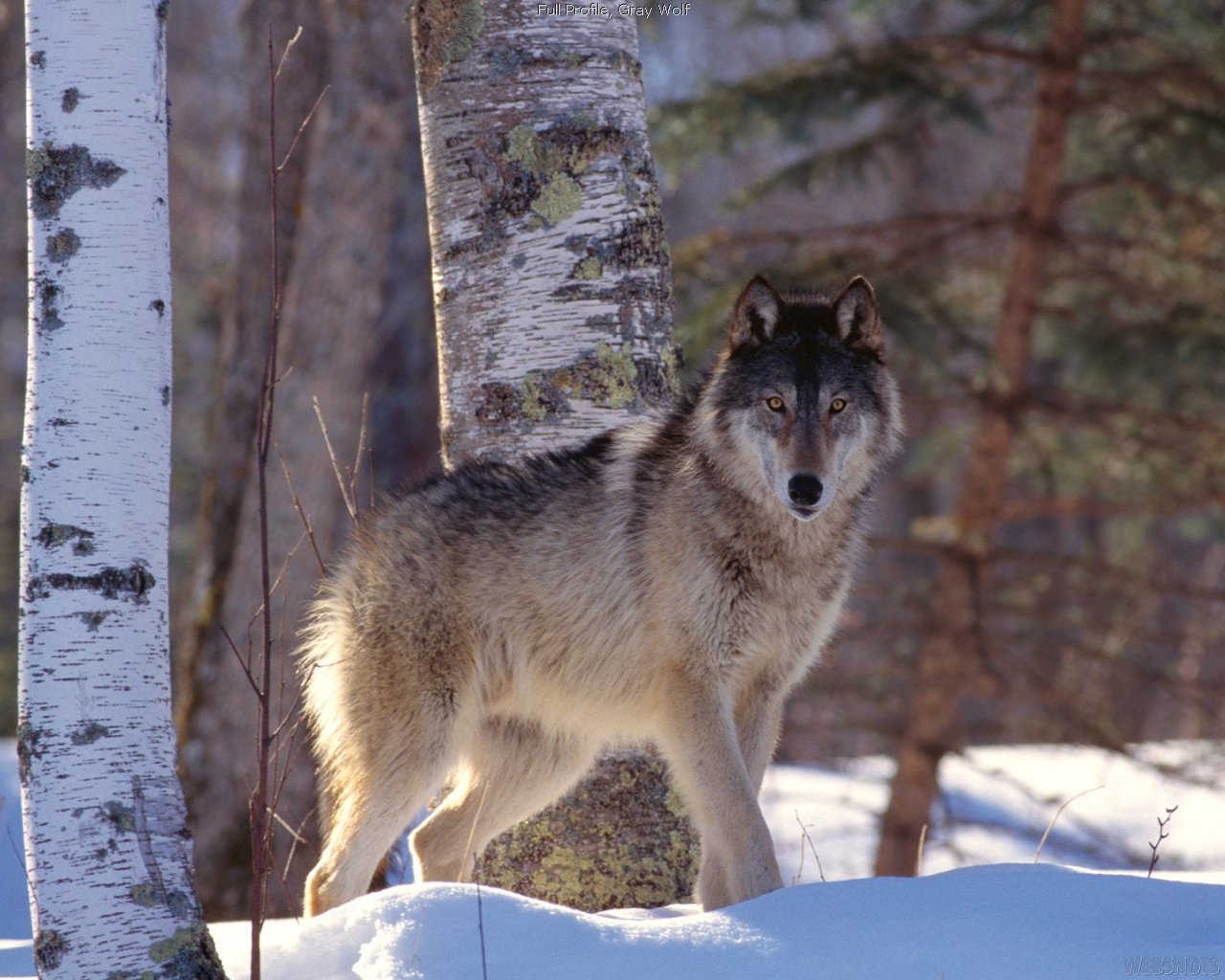 Majestic Wolf in Winter Forest Wilderness