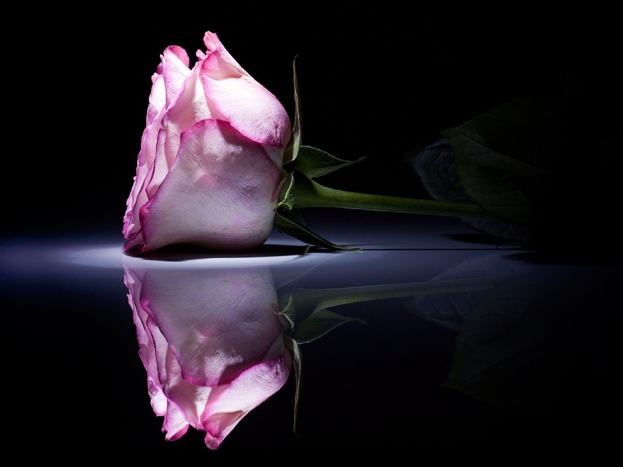pink valentine rose with reflection - Image Abyss