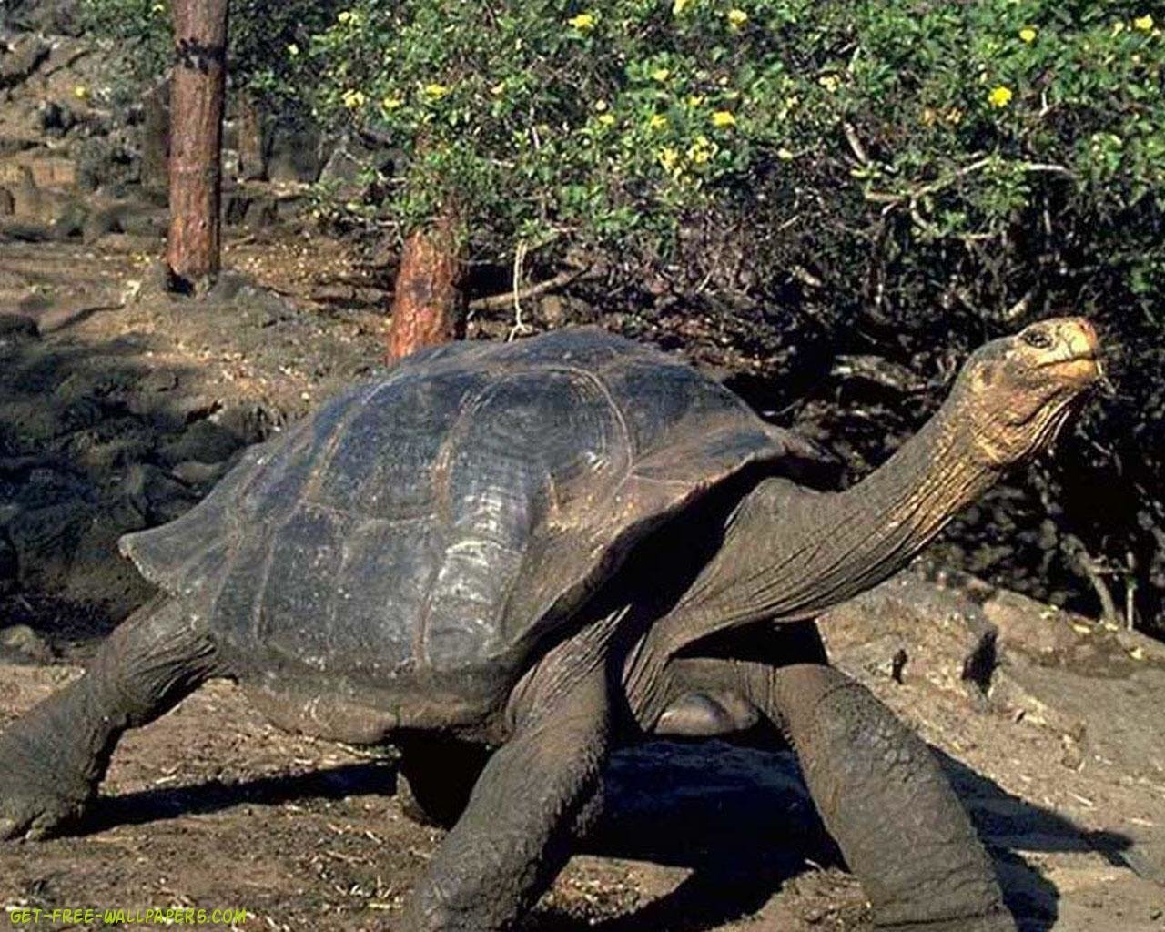 Download Animal Tortoise Image
