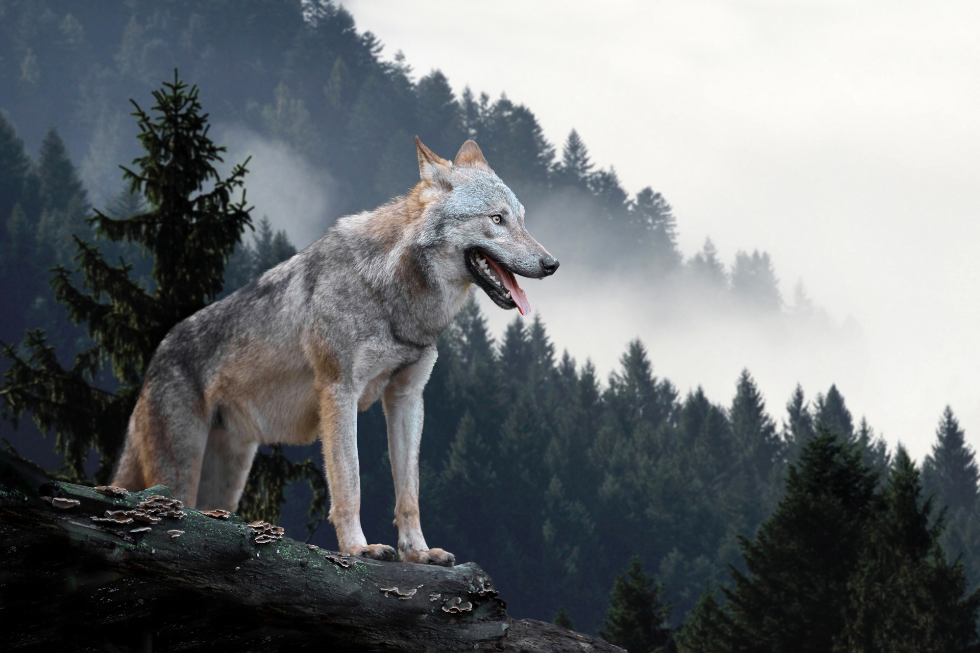 Majestic Wolf Standing Tall Amidst Misty Forest Pines