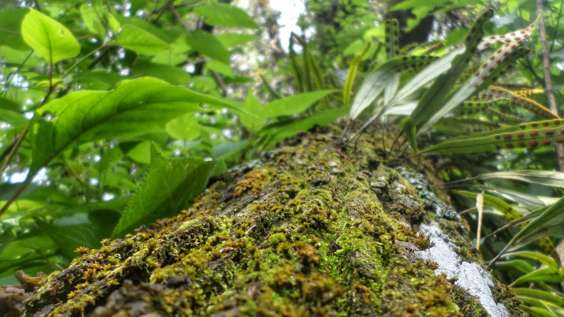 mold tree by leolim06