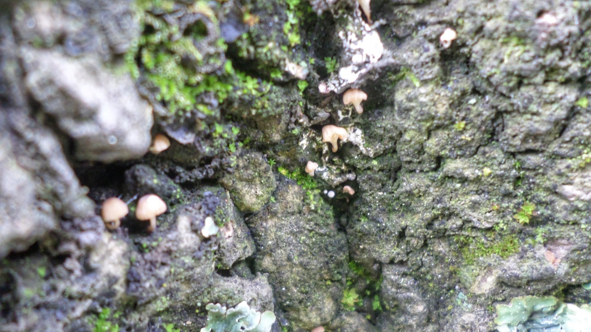 mini hongos by leolim06