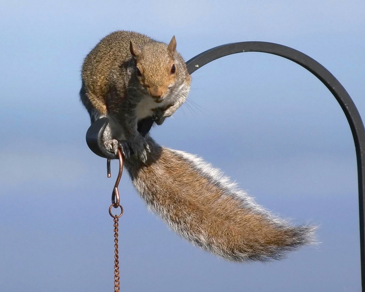 Download Animal Chipmunk Image