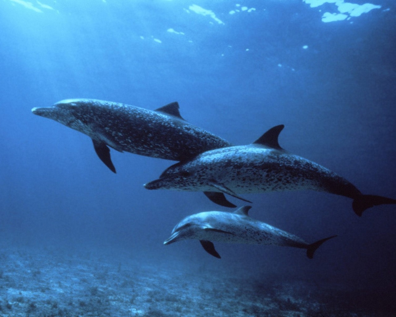 Download Animal Dolphin Image