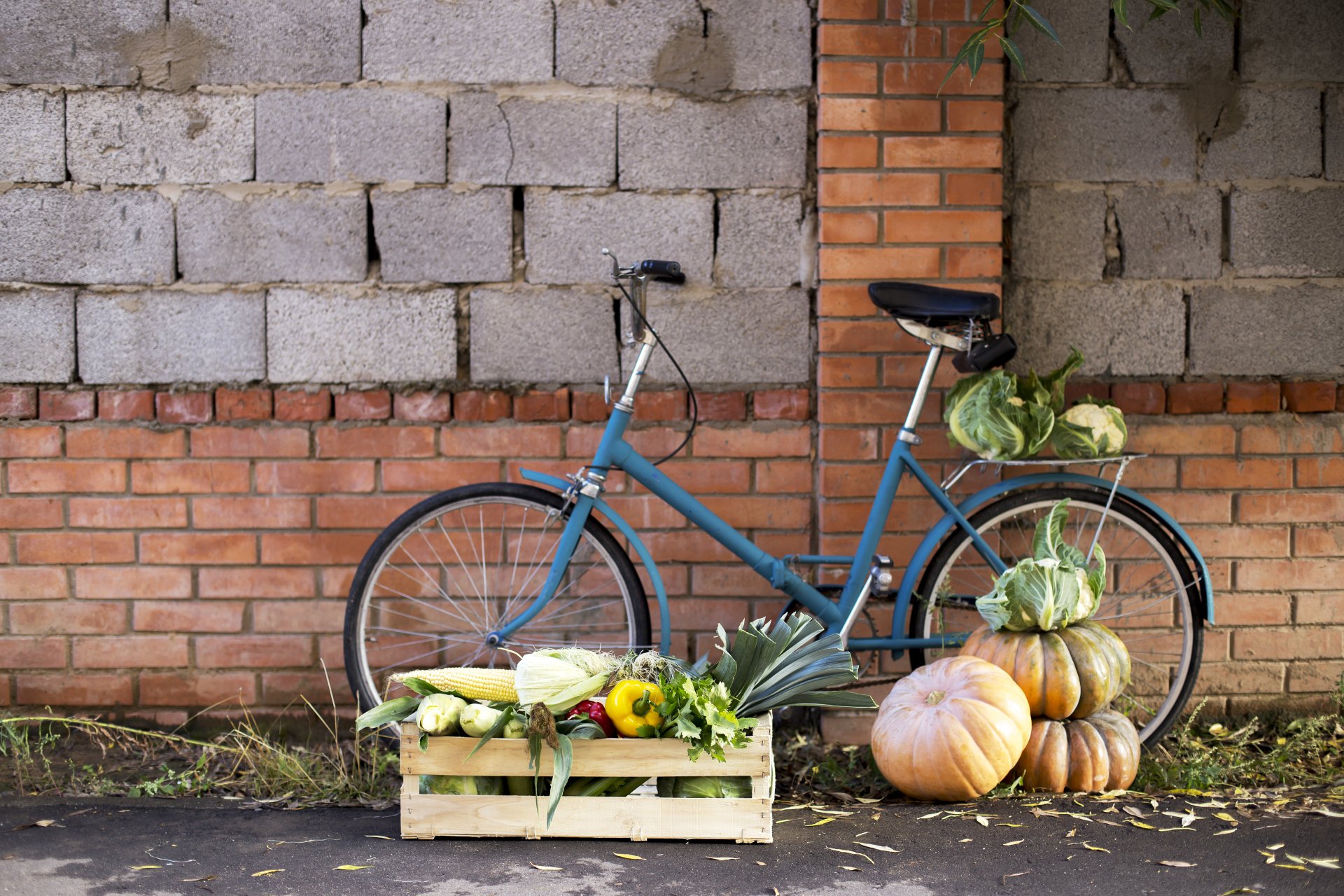 Download Pumpkin Vegetable Bicycle Photography Image