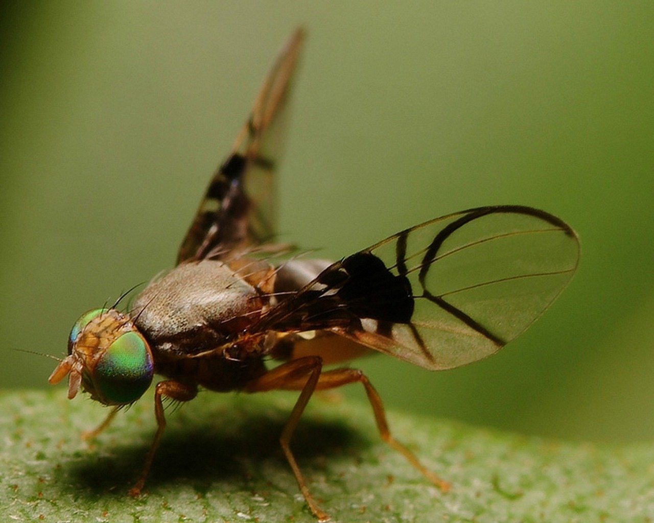 Insect Picture - Image Abyss