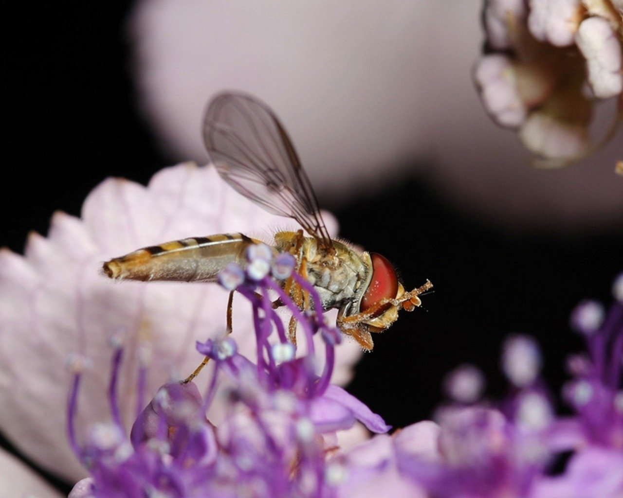 Download Animal Insect Image