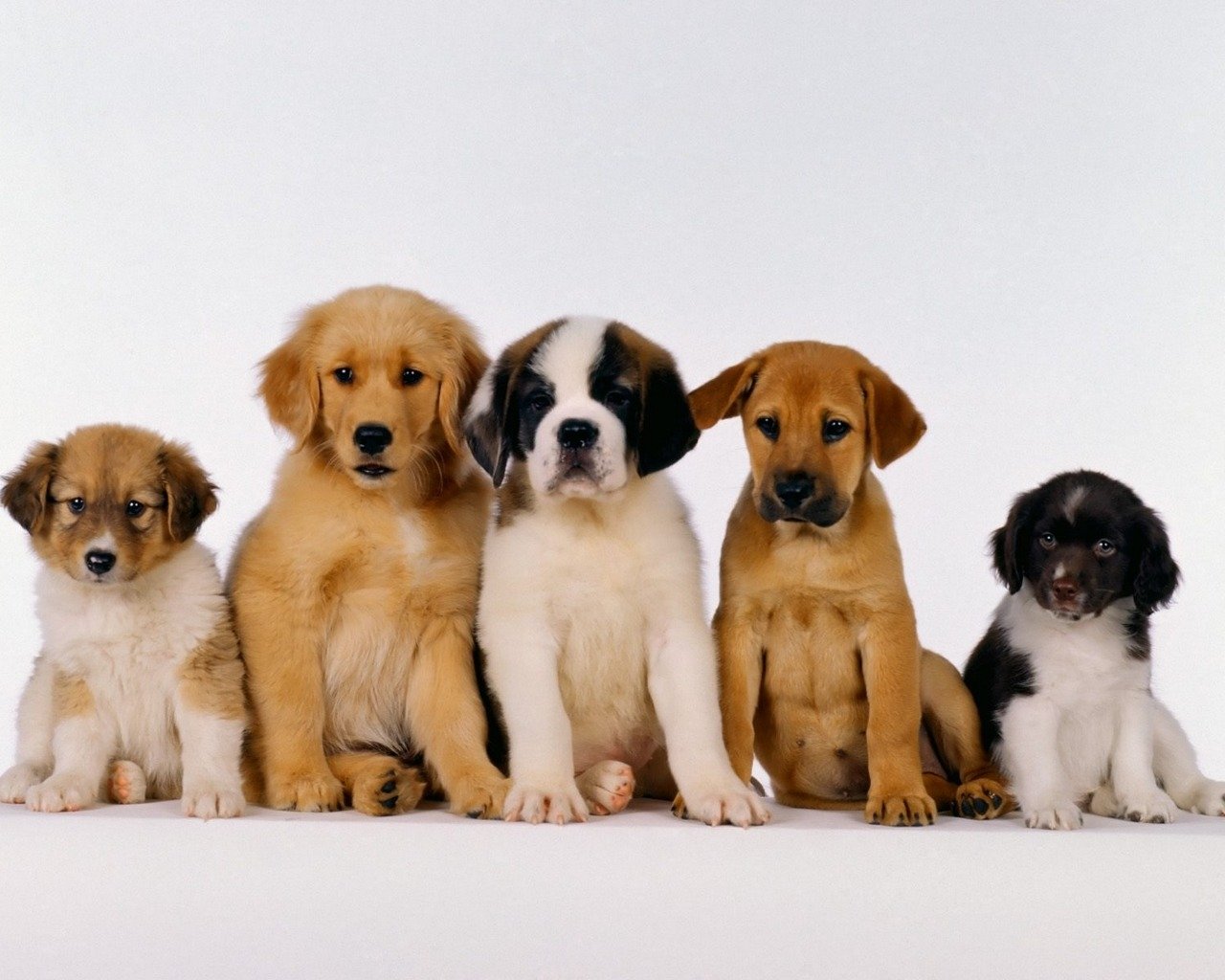 Adorable Puppies: A Delightful Dog Collection