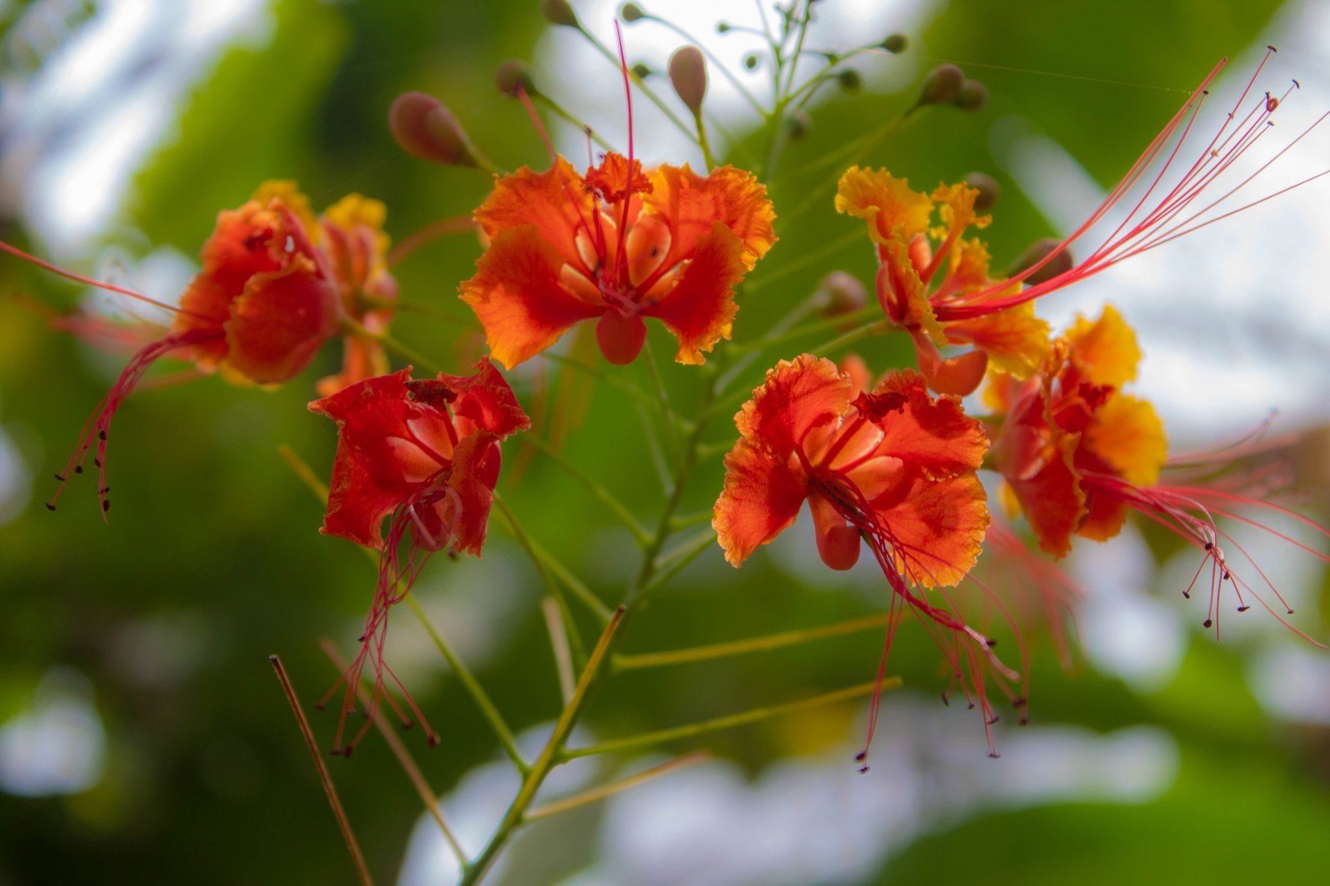 Peacock Flower - Desktop Wallpapers, Phone Wallpaper, PFP, Gifs, and More!