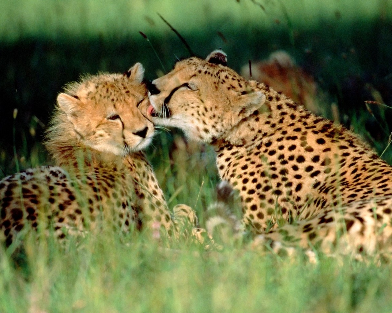 Cheetah Picture - Image Abyss