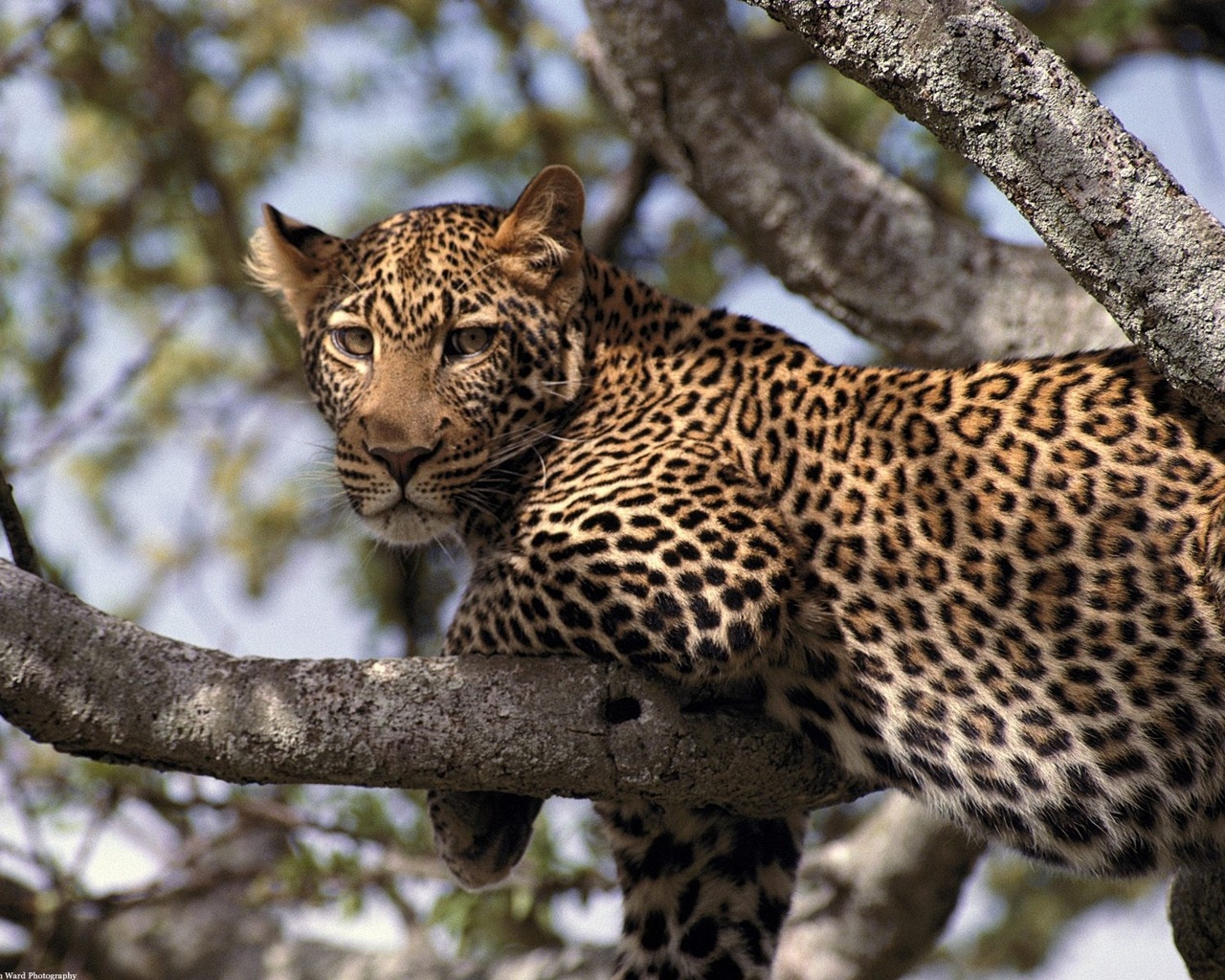 Download Animal Leopard Image