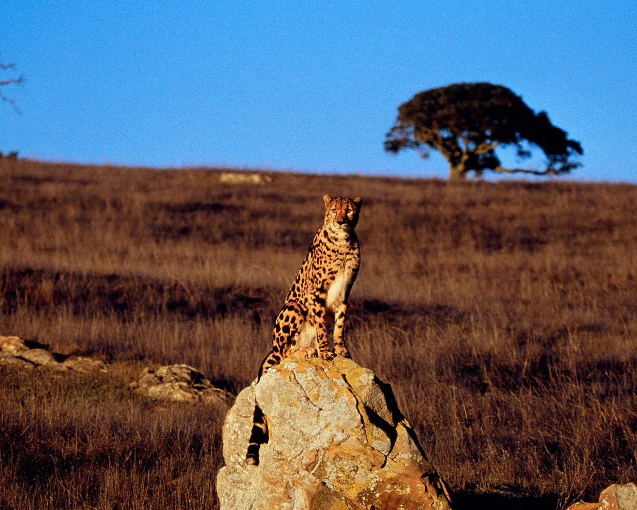 Majestic Cheetah on the African Savanna
