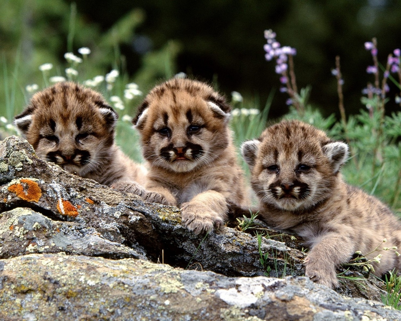Cougar cubs - Image Abyss