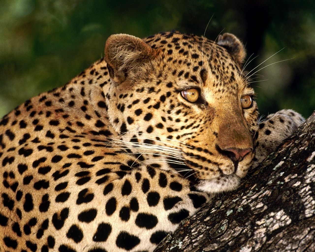 Download Animal Leopard Image