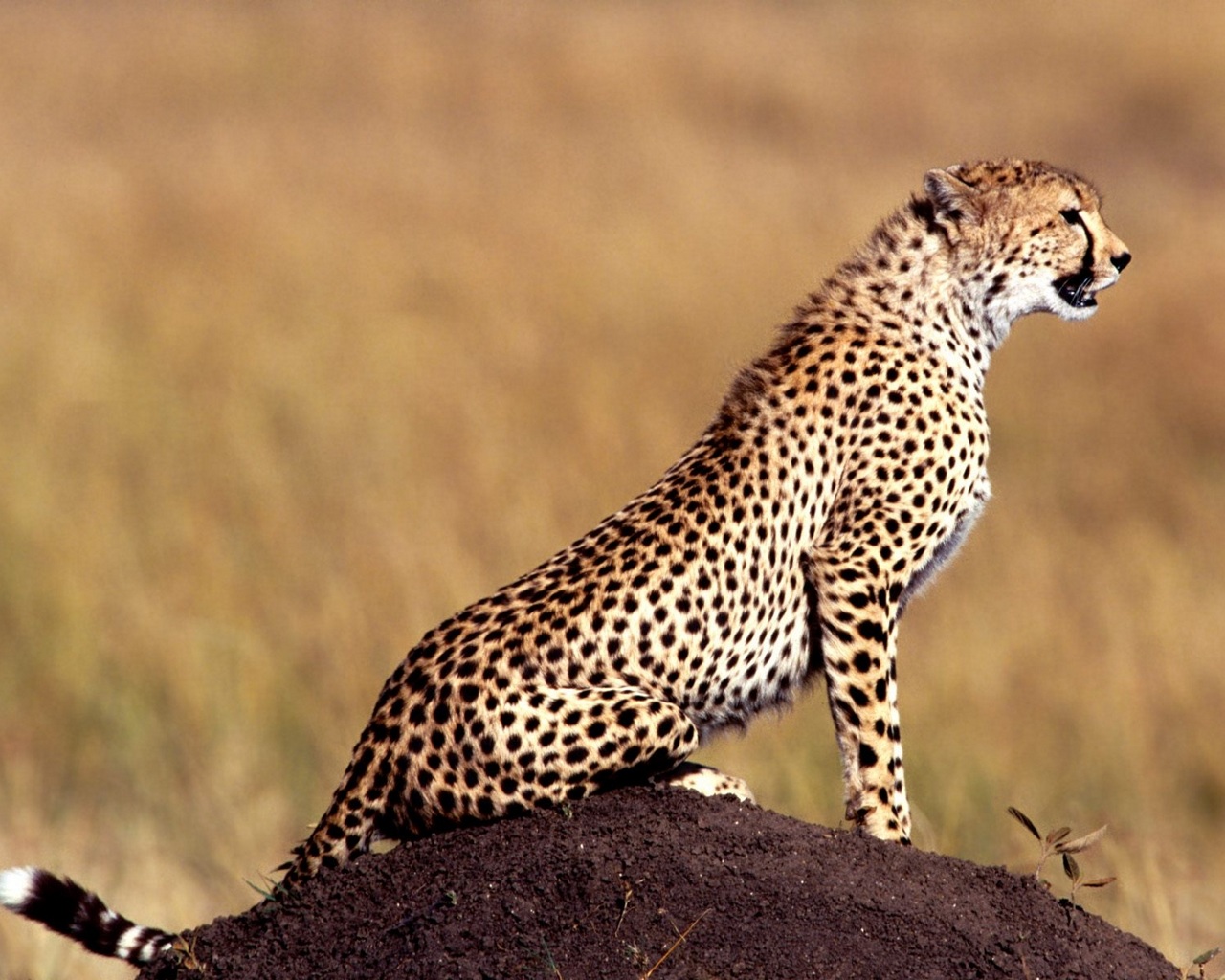 Cheetah Picture - Image Abyss