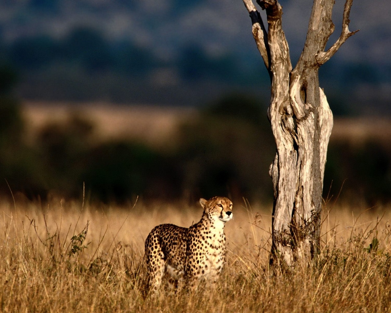 Cheetah Picture - Image Abyss