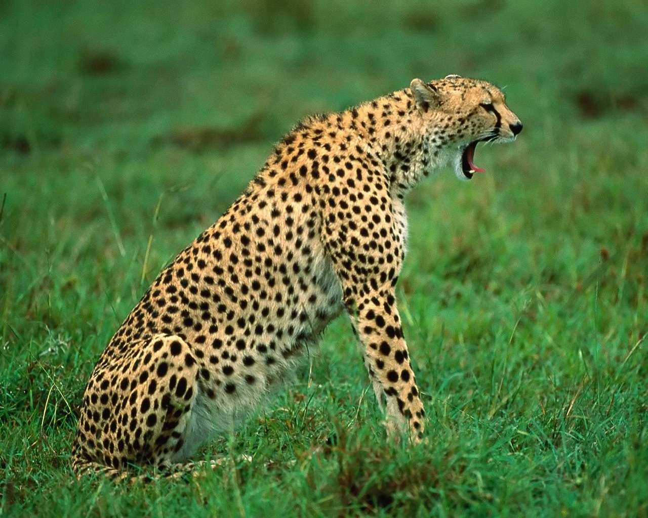 Download Animal Cheetah Image