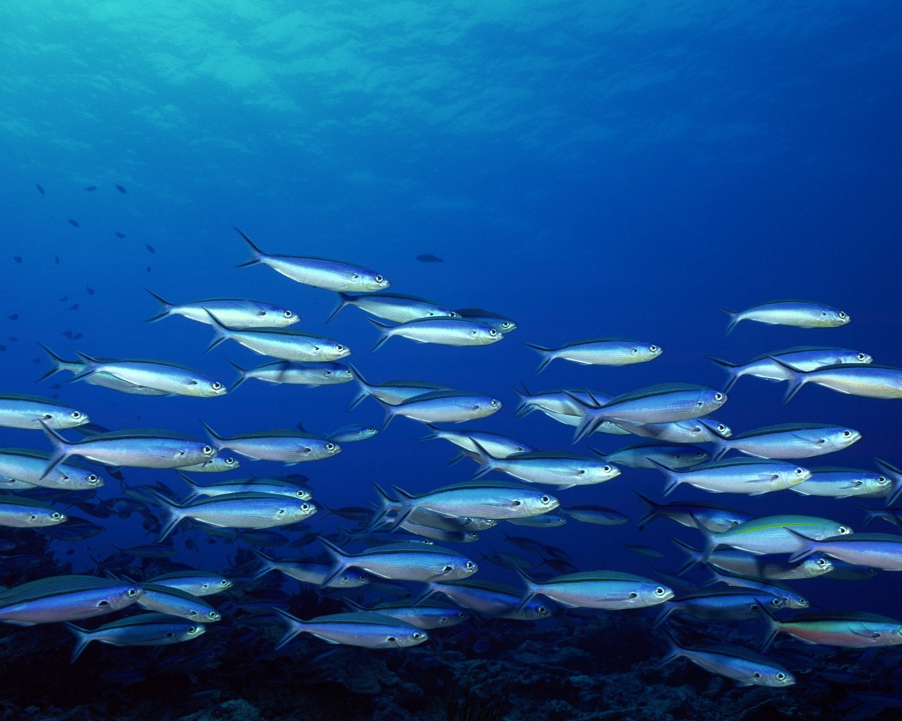 Fish Picture - Image Abyss