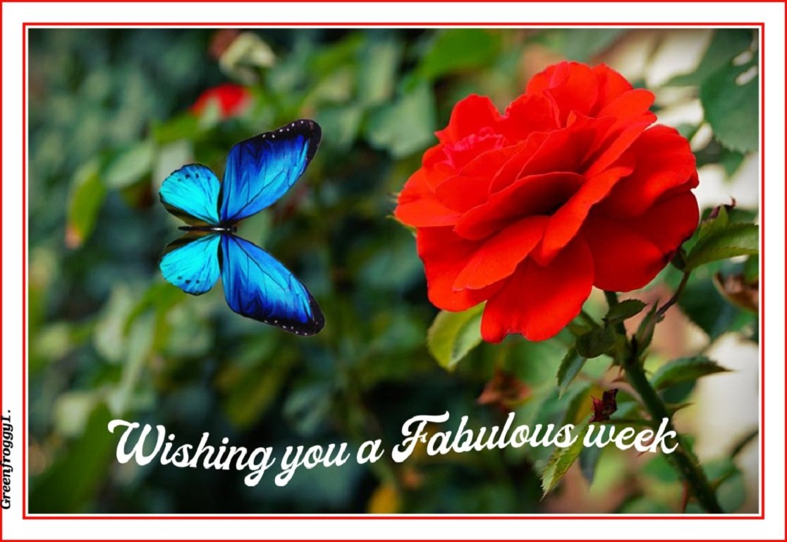 FABULOUS WEEK Image - ID: 479132 - Image Abyss