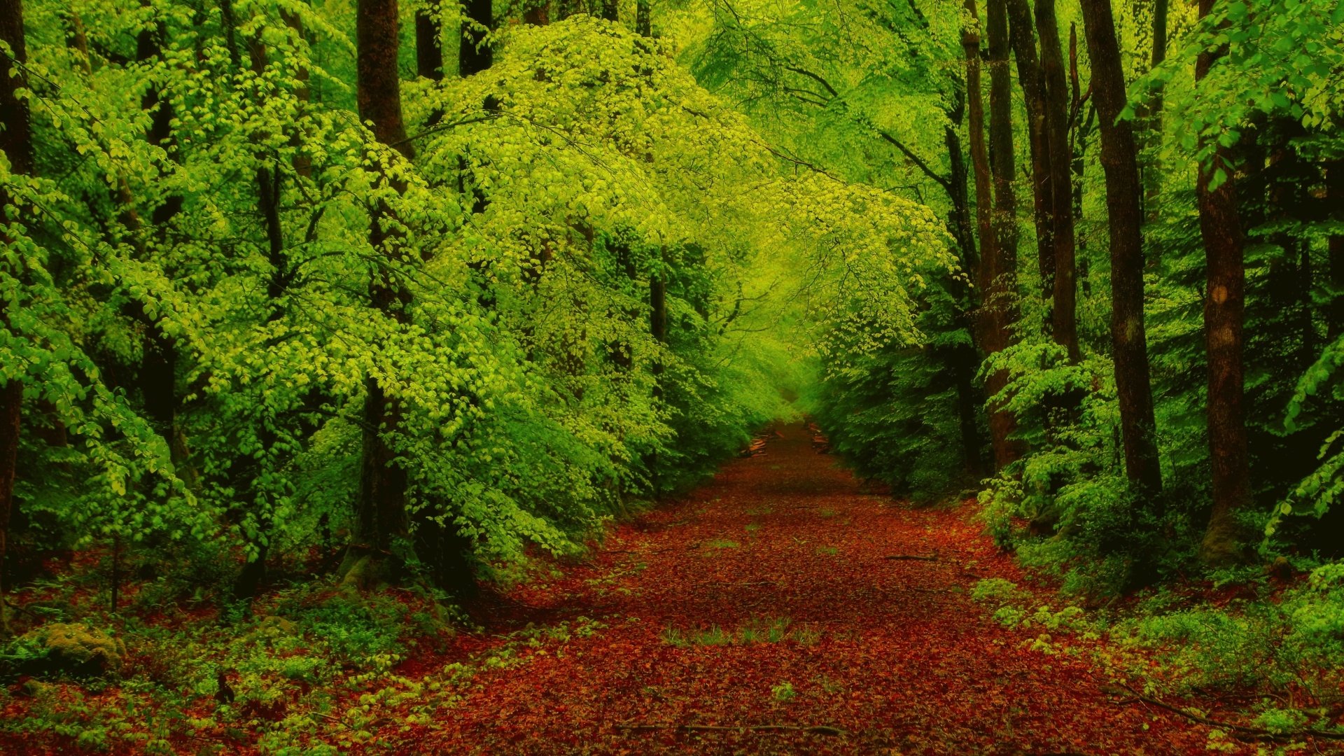 Download Nature Forest Image