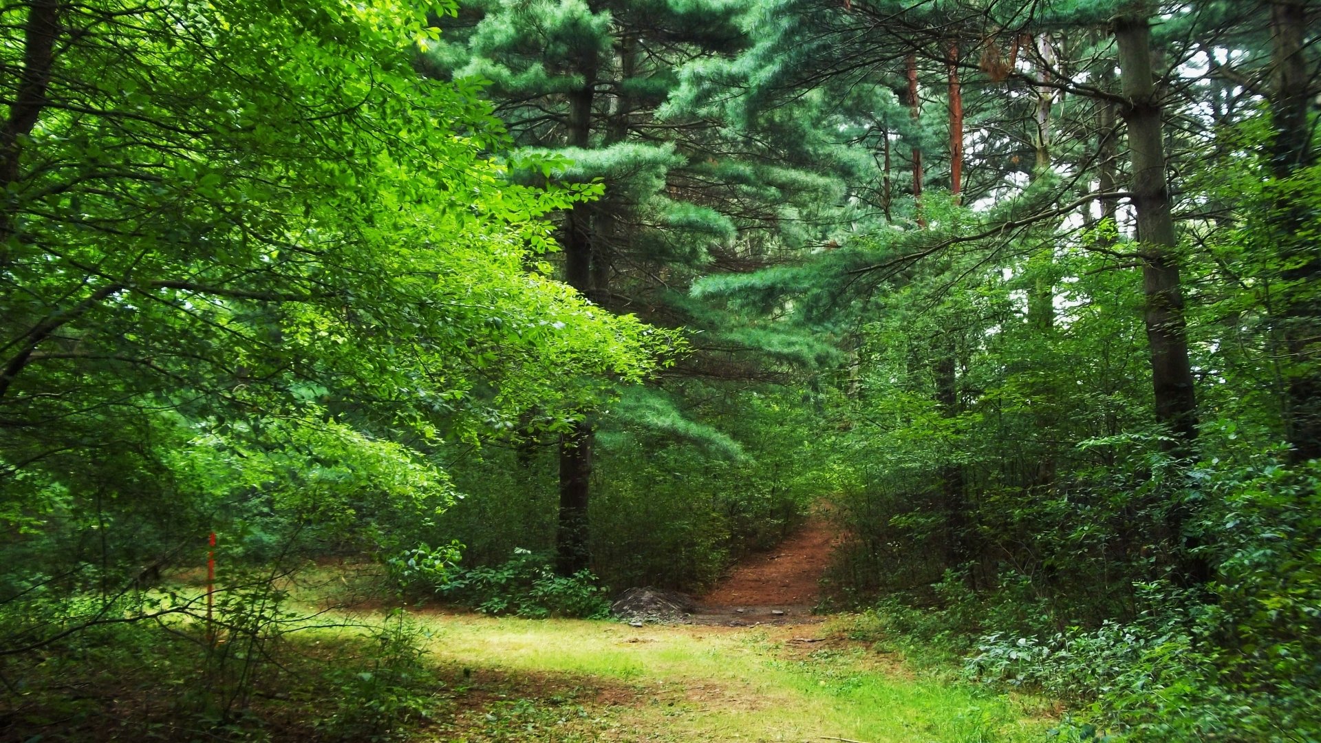 Download Nature Forest Image