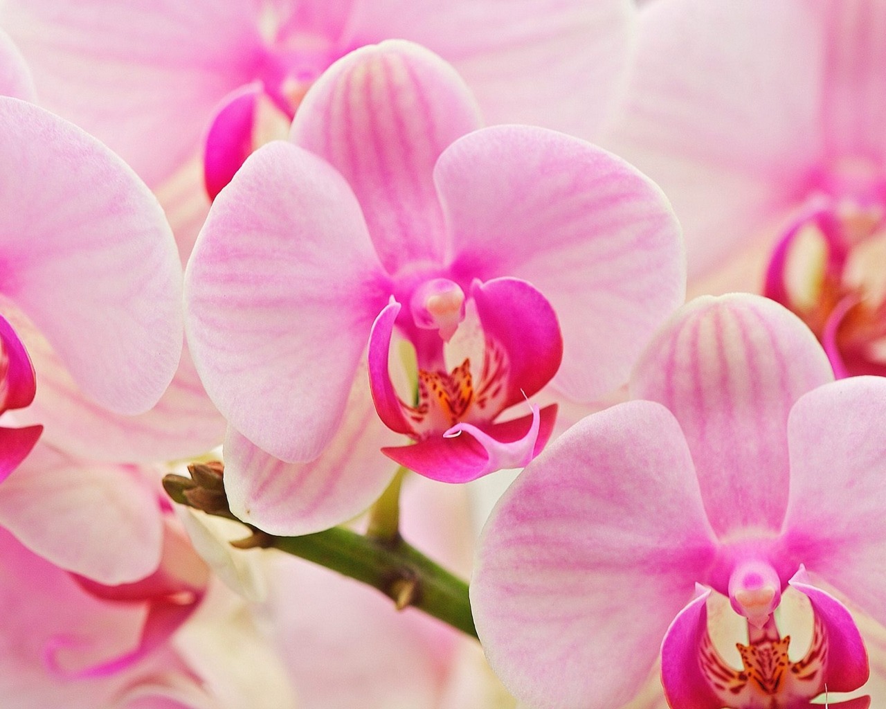 Download Pink Flower Flower Nature Orchid Image