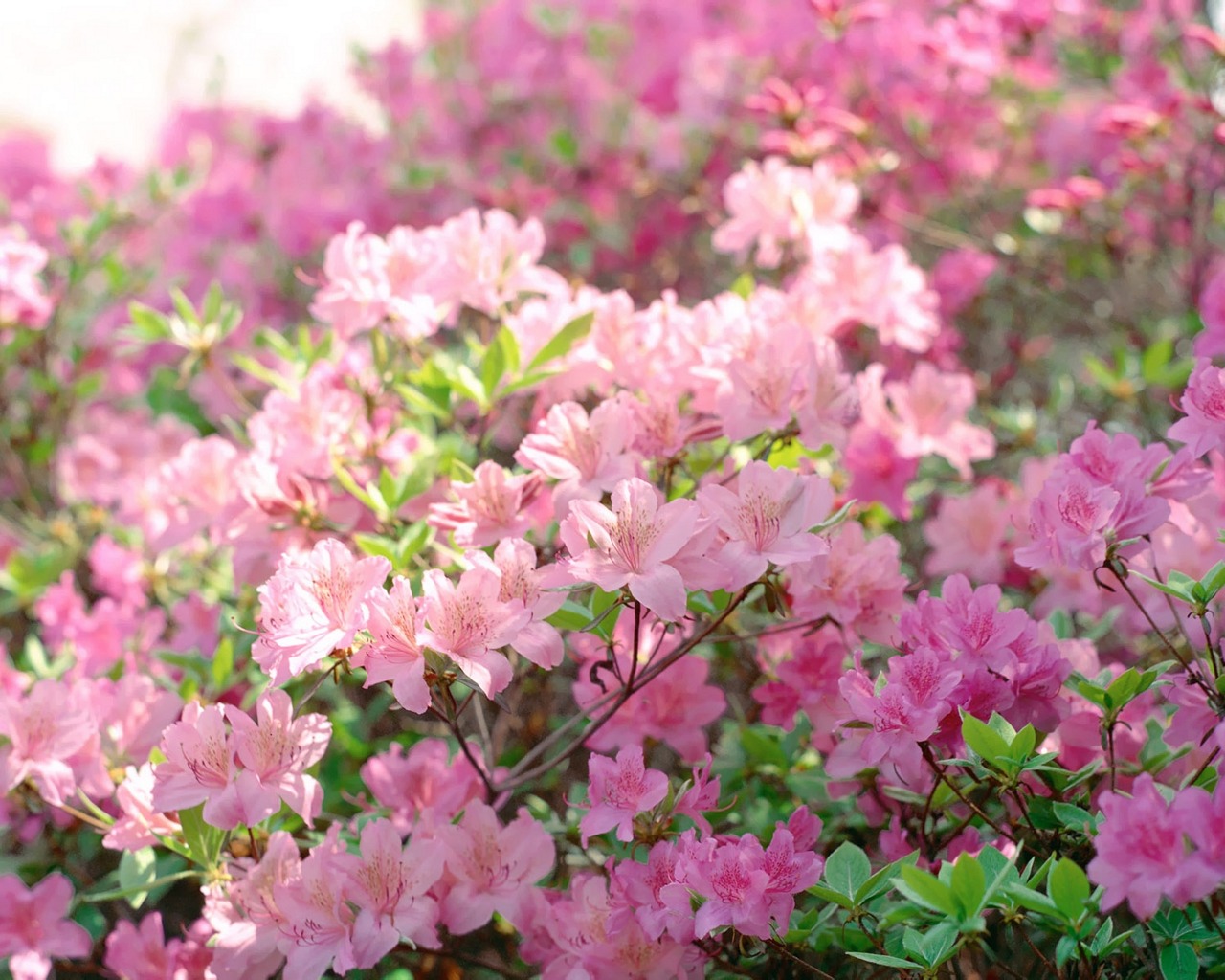 Download Flower Nature Azalea Image