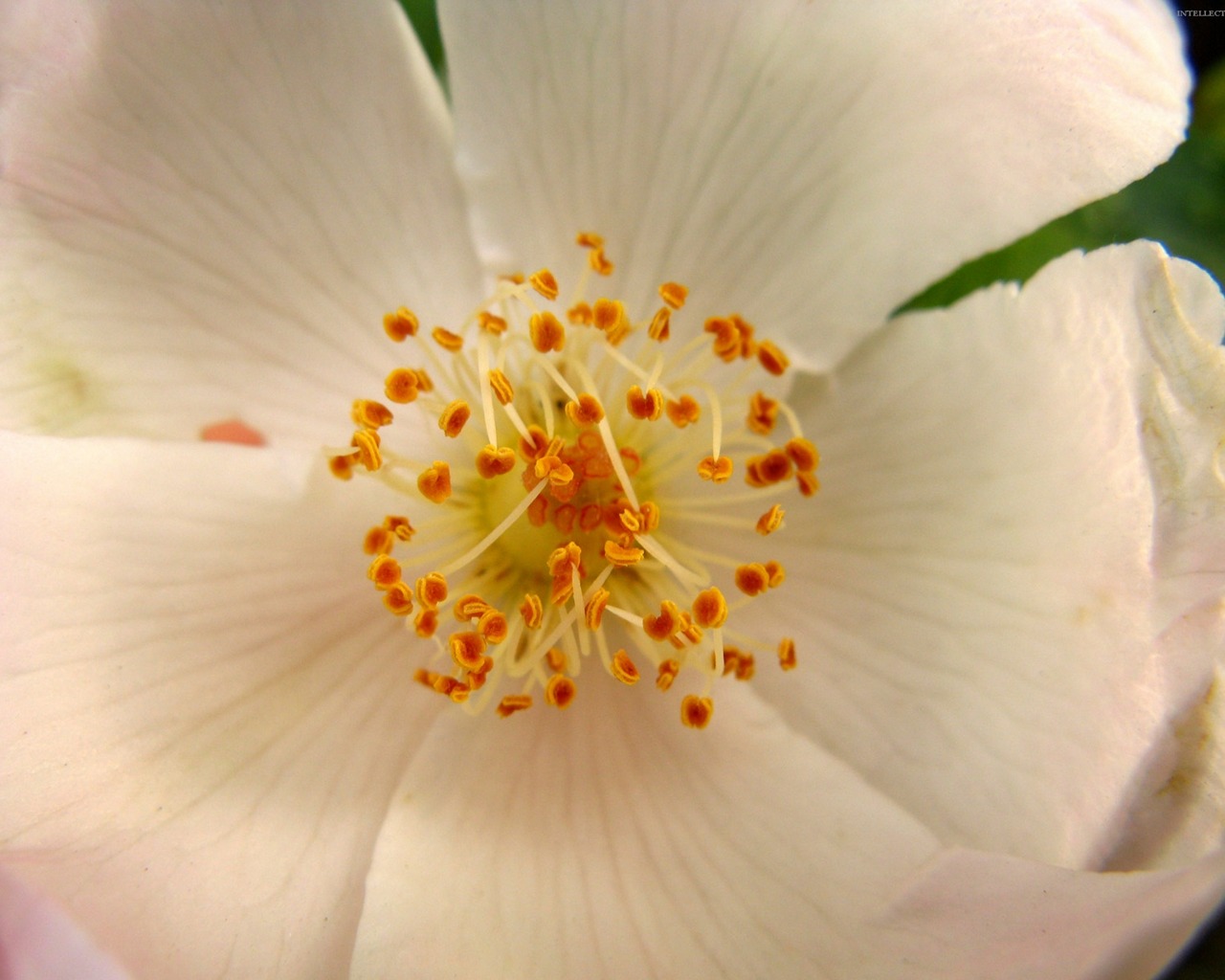 Close Up Picture - Image Abyss