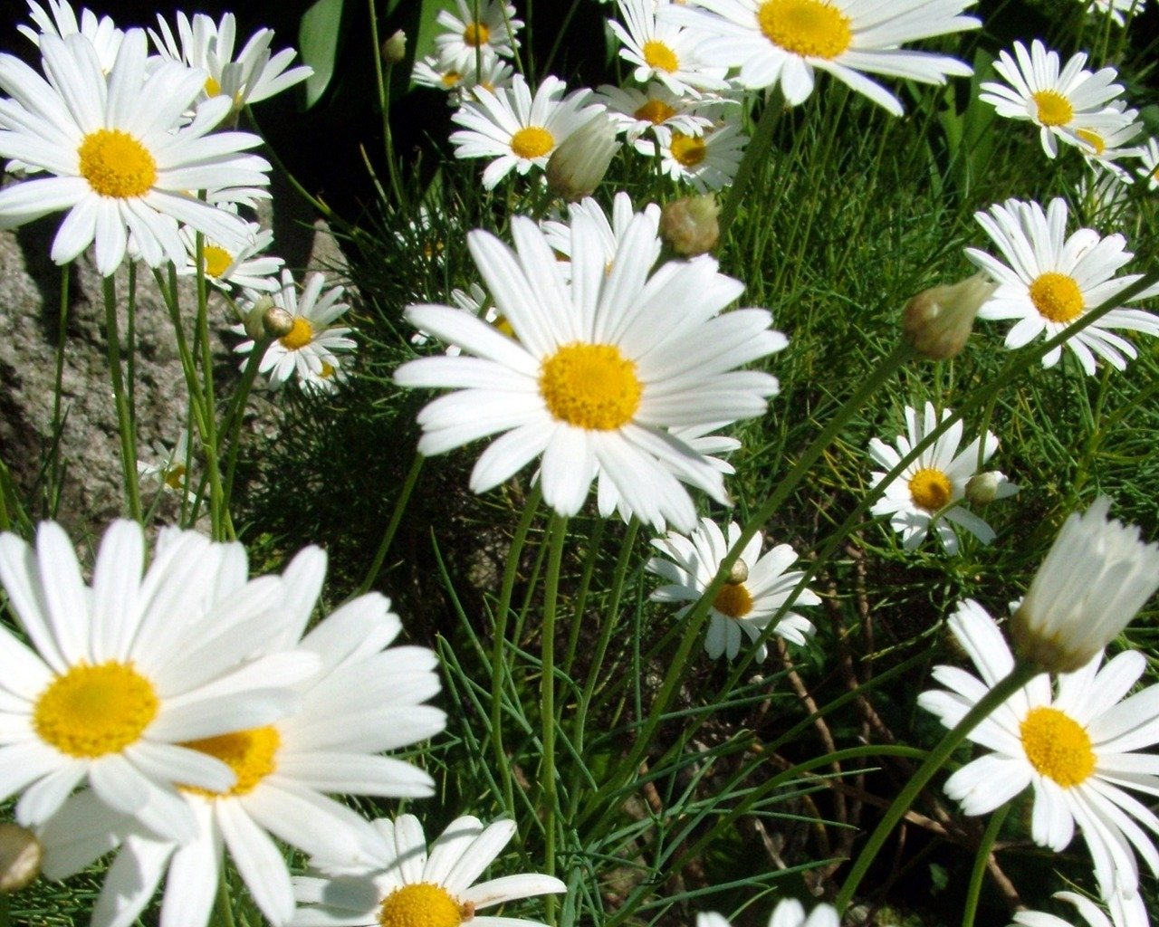 Download Nature Flower Image