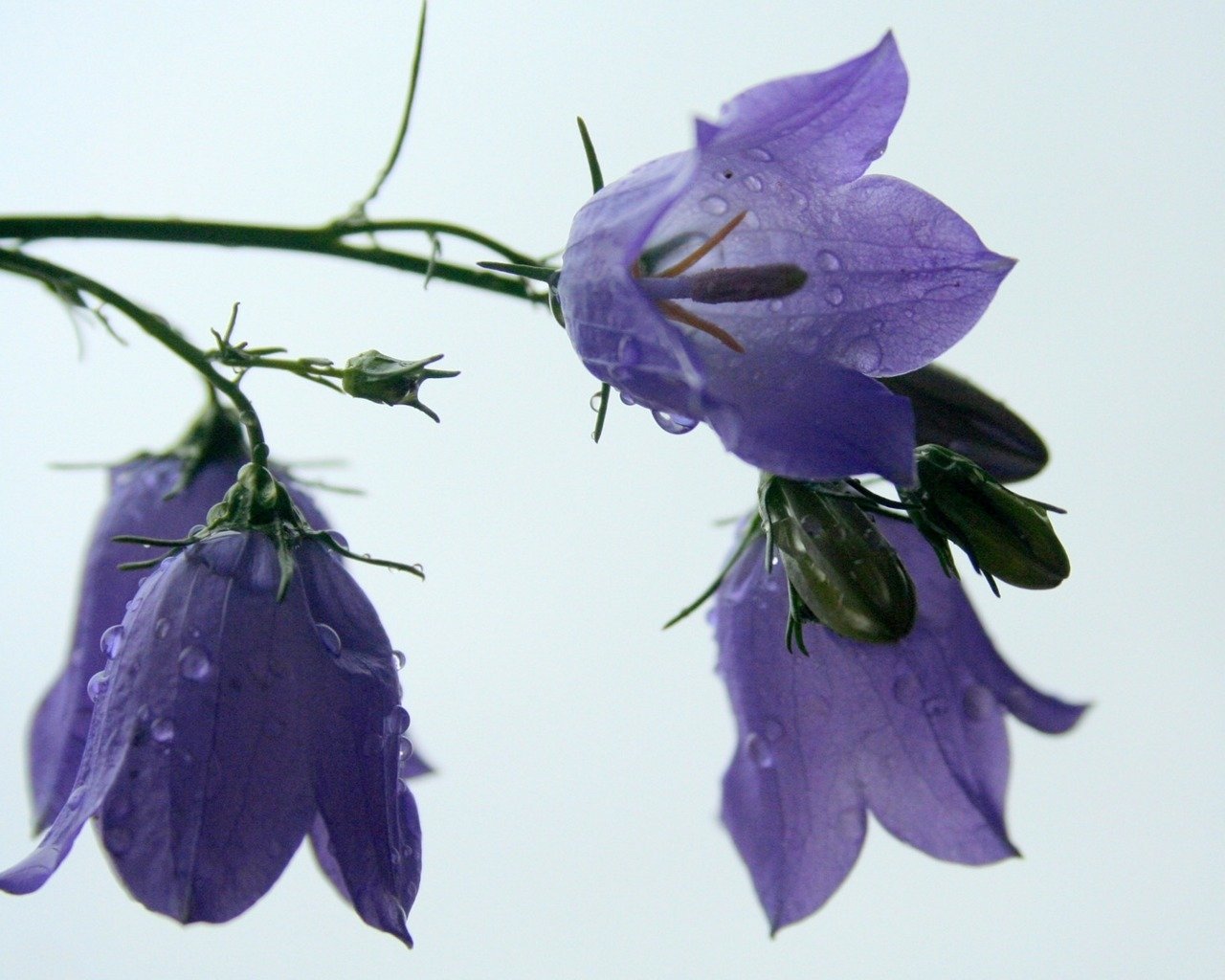 Download Nature Flower Image