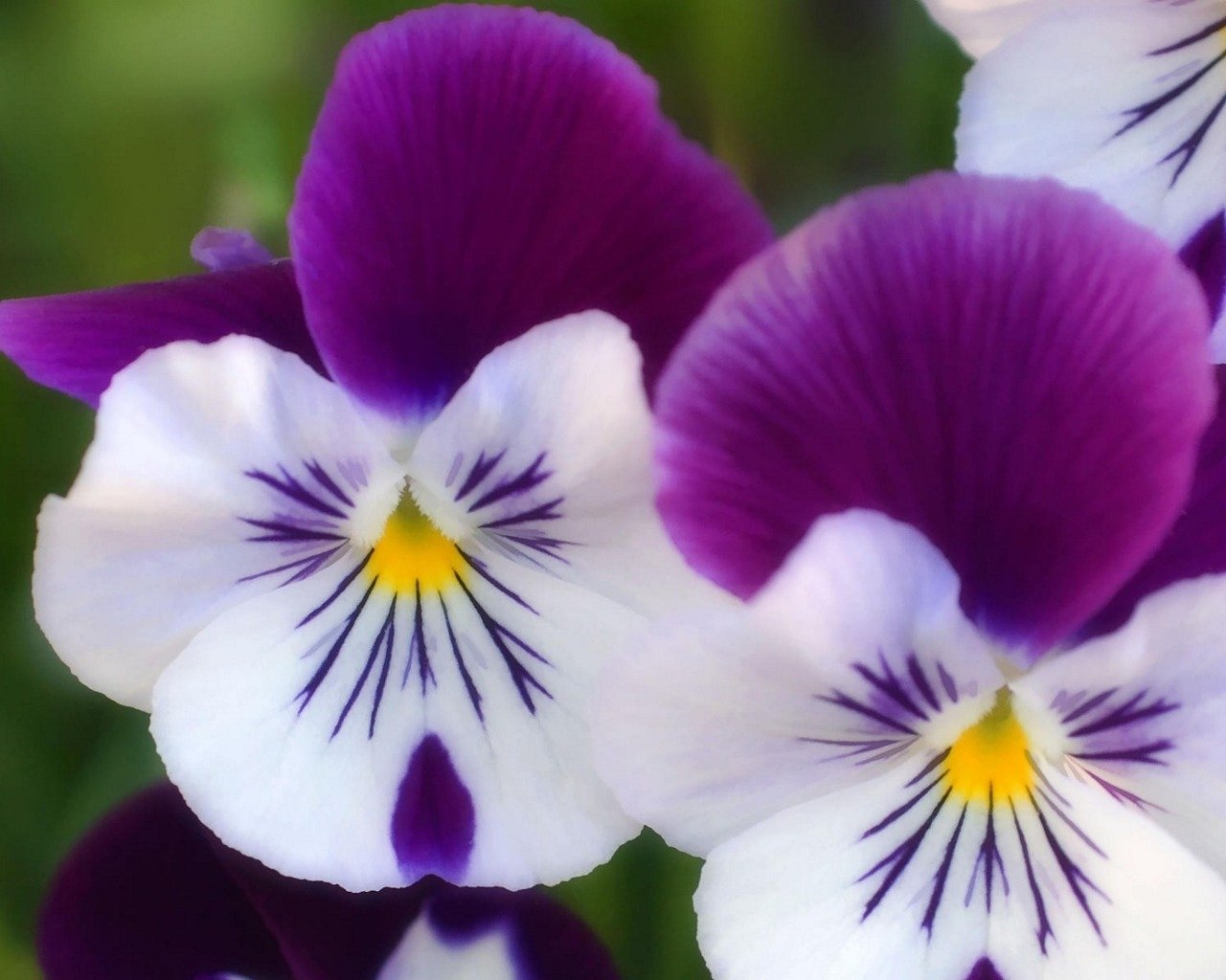 Download Flower Nature Pansy Image