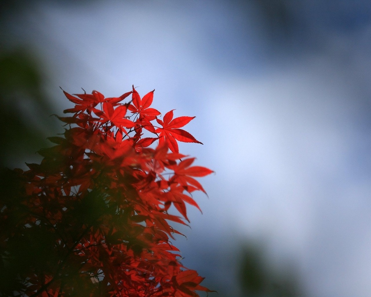 Download Nature Leaf Image