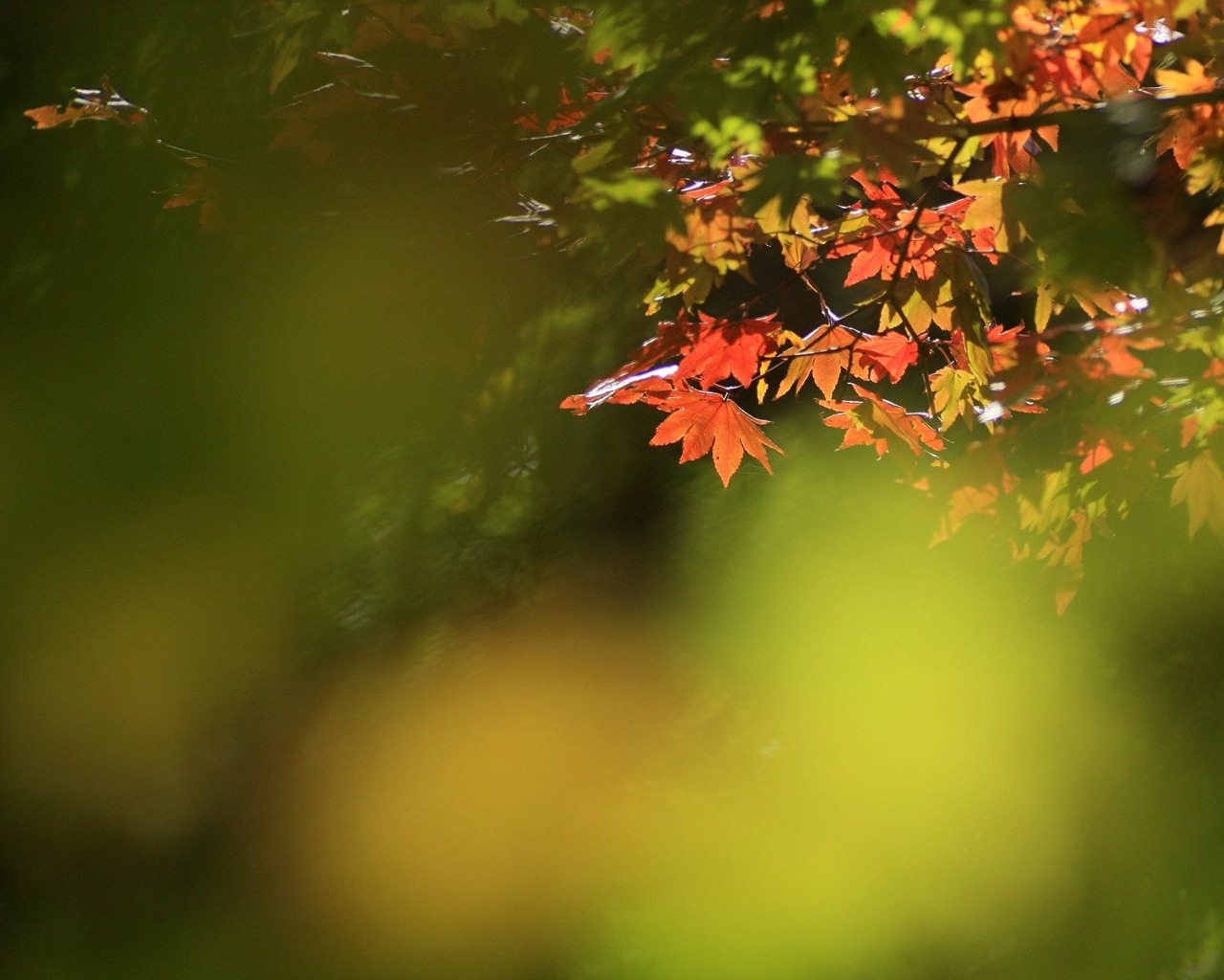 Download Nature Leaf Image