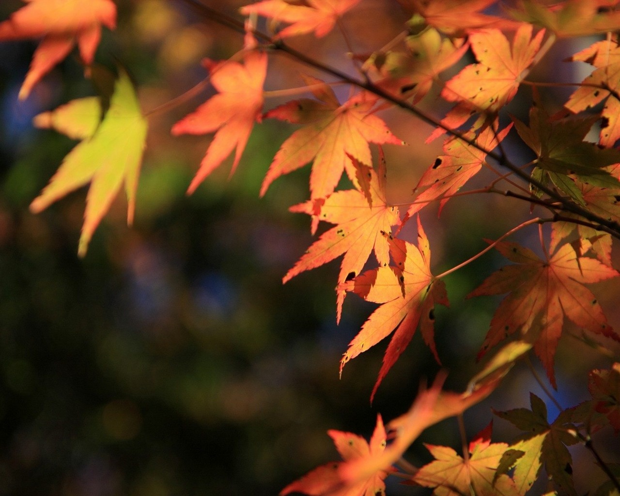 Download Nature Leaf Image