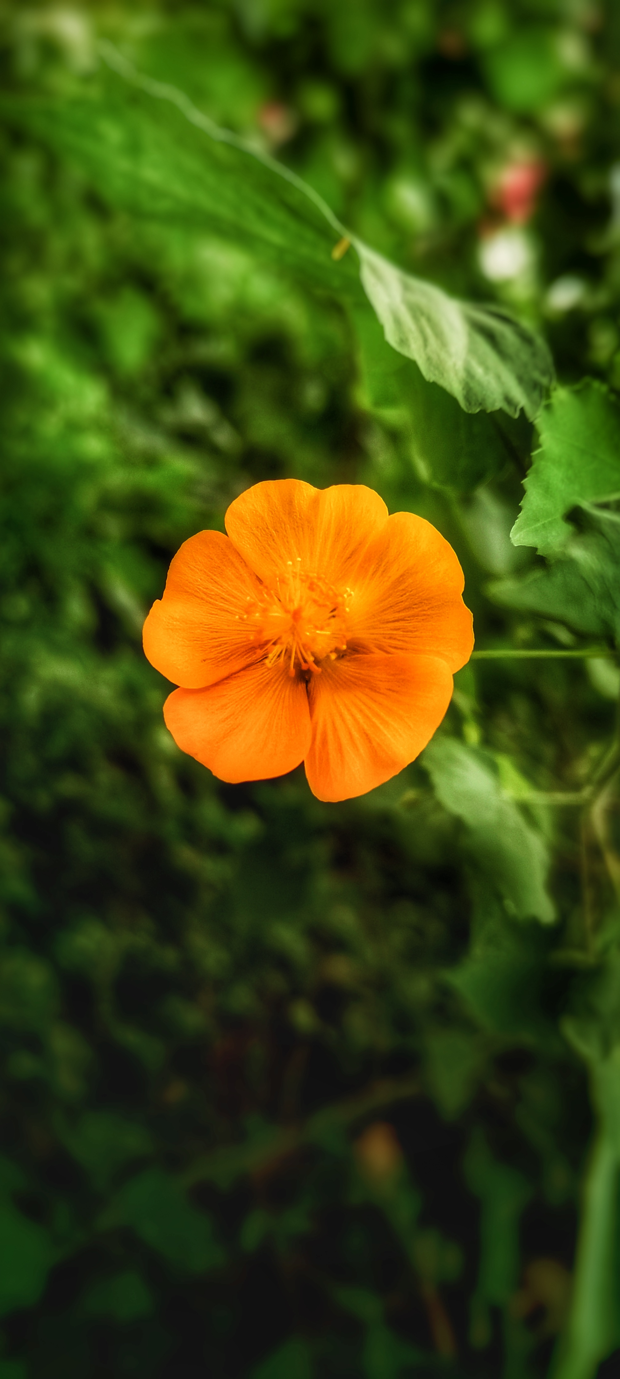 Beautiful Flower Portrait by saikumar10900