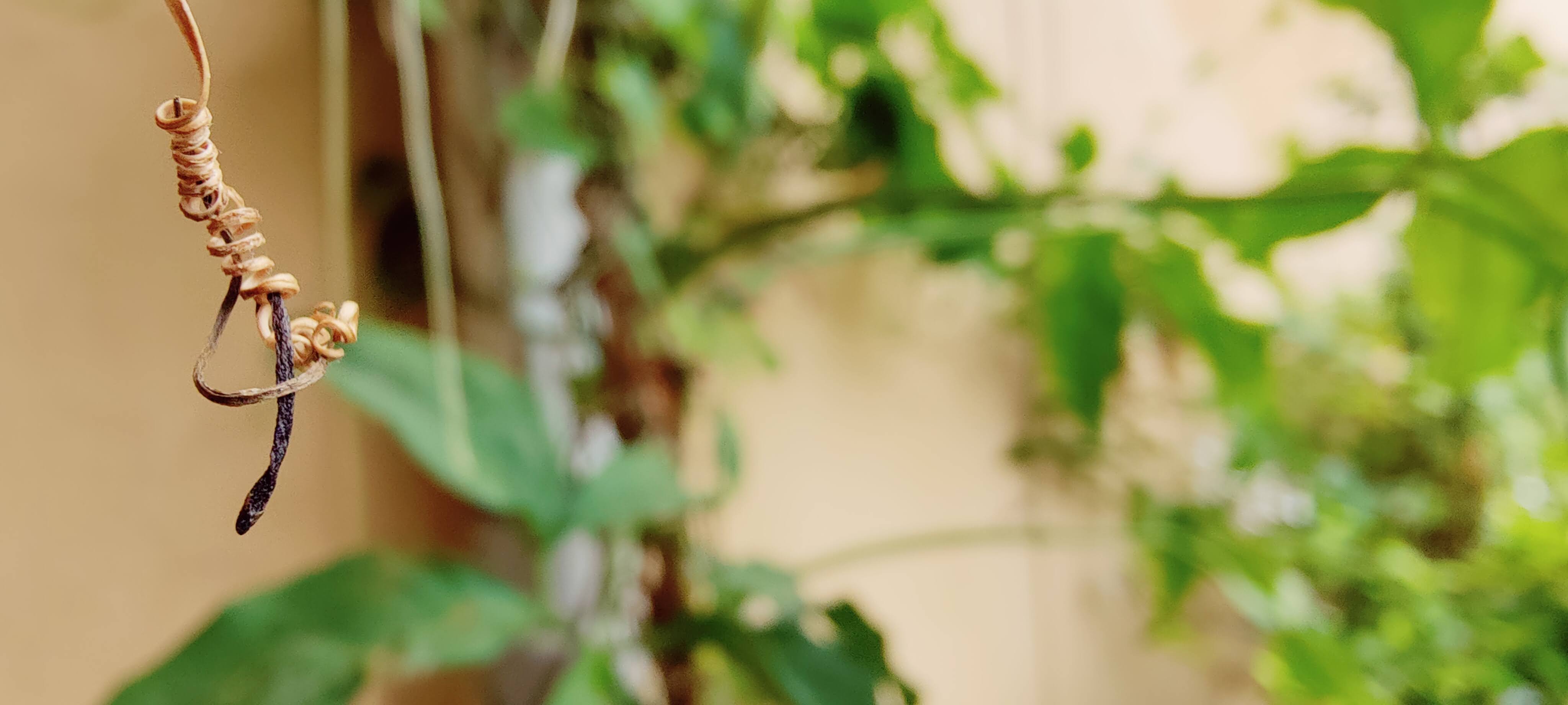 Hanging Plant Root by saikumar10900