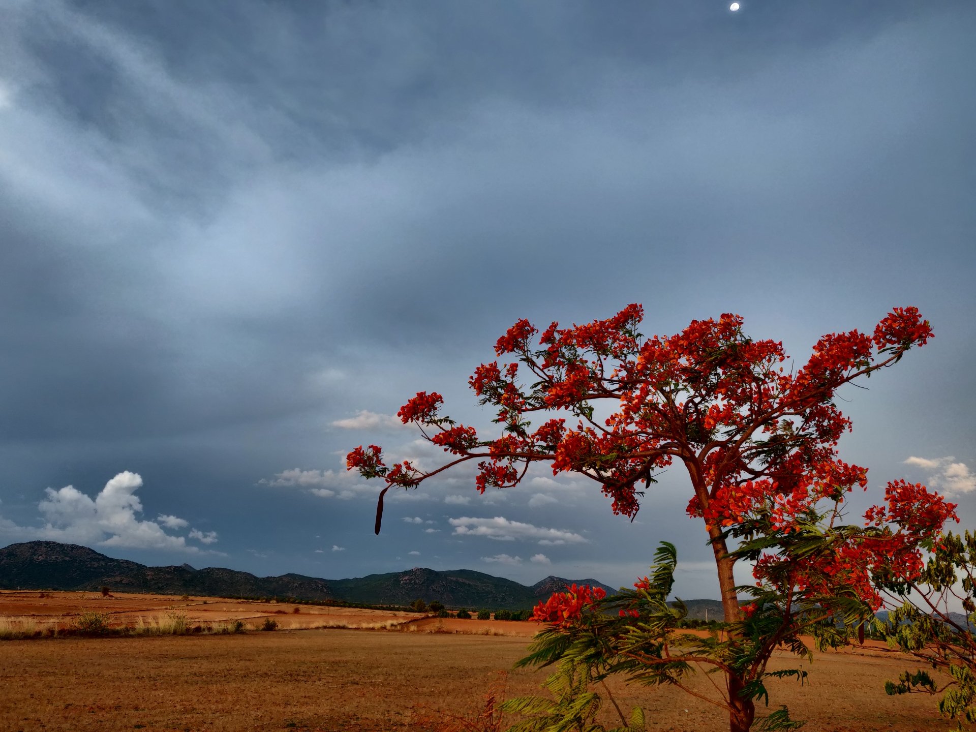 Red Flower Tree by saikumar10900