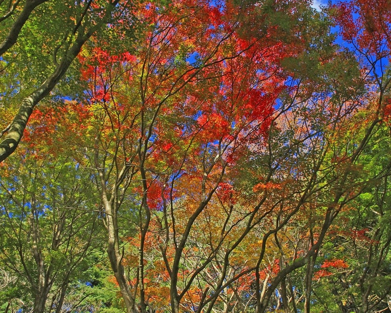 Fall Image - ID: 482859 - Image Abyss