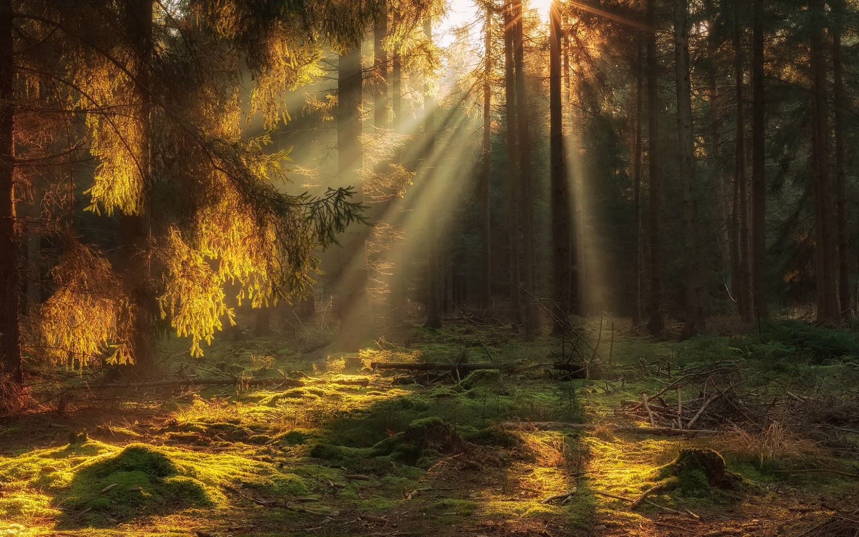Download Sunbeam Tree Nature Forest Image