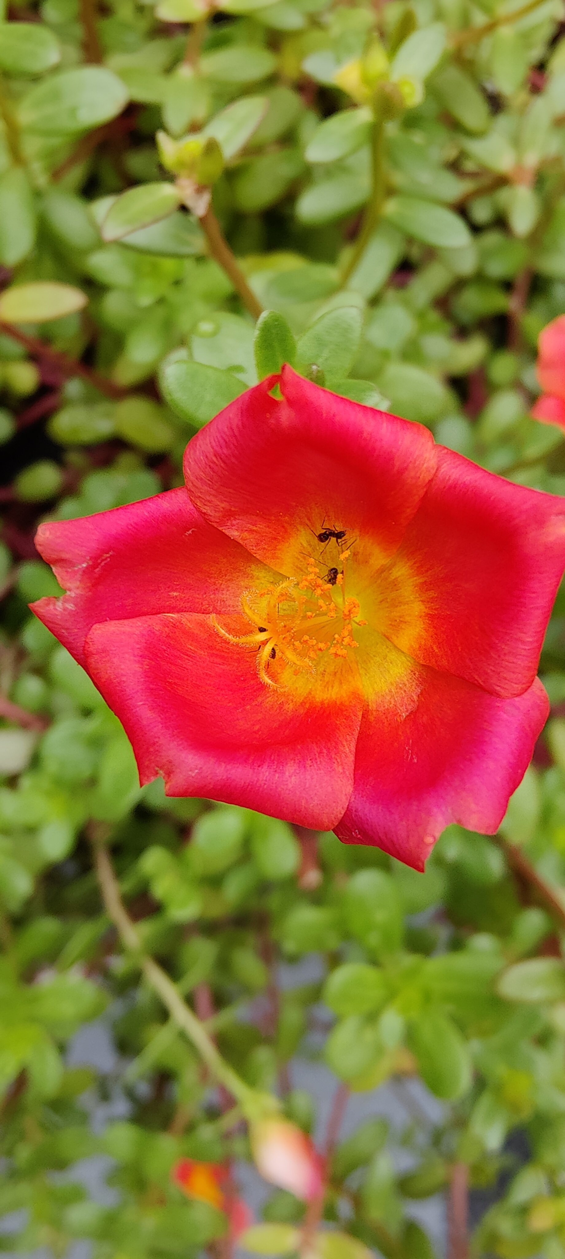 Red Flower - Desktop Wallpapers, Phone Wallpaper, PFP, Gifs, and More!