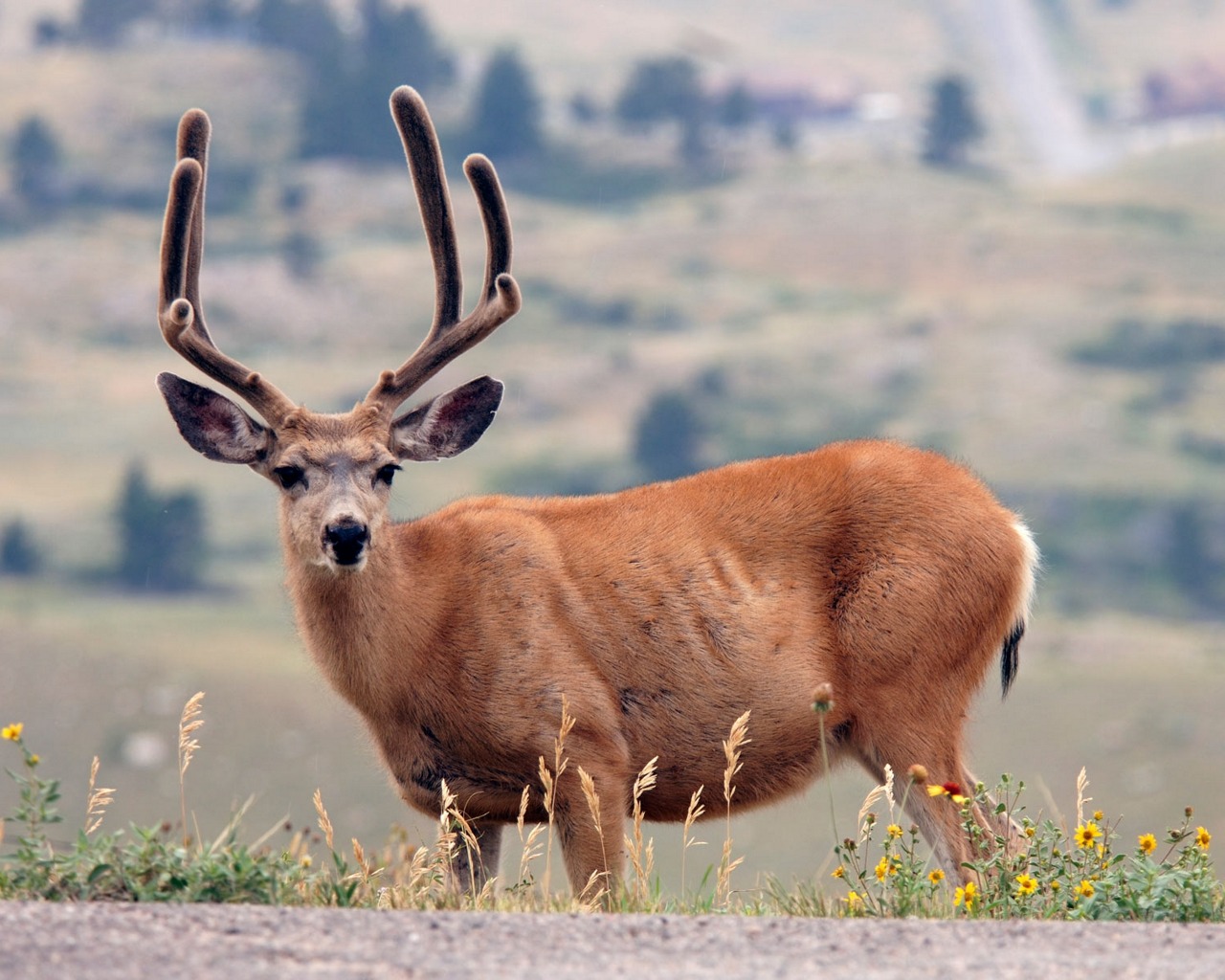Download Animal Deer Image