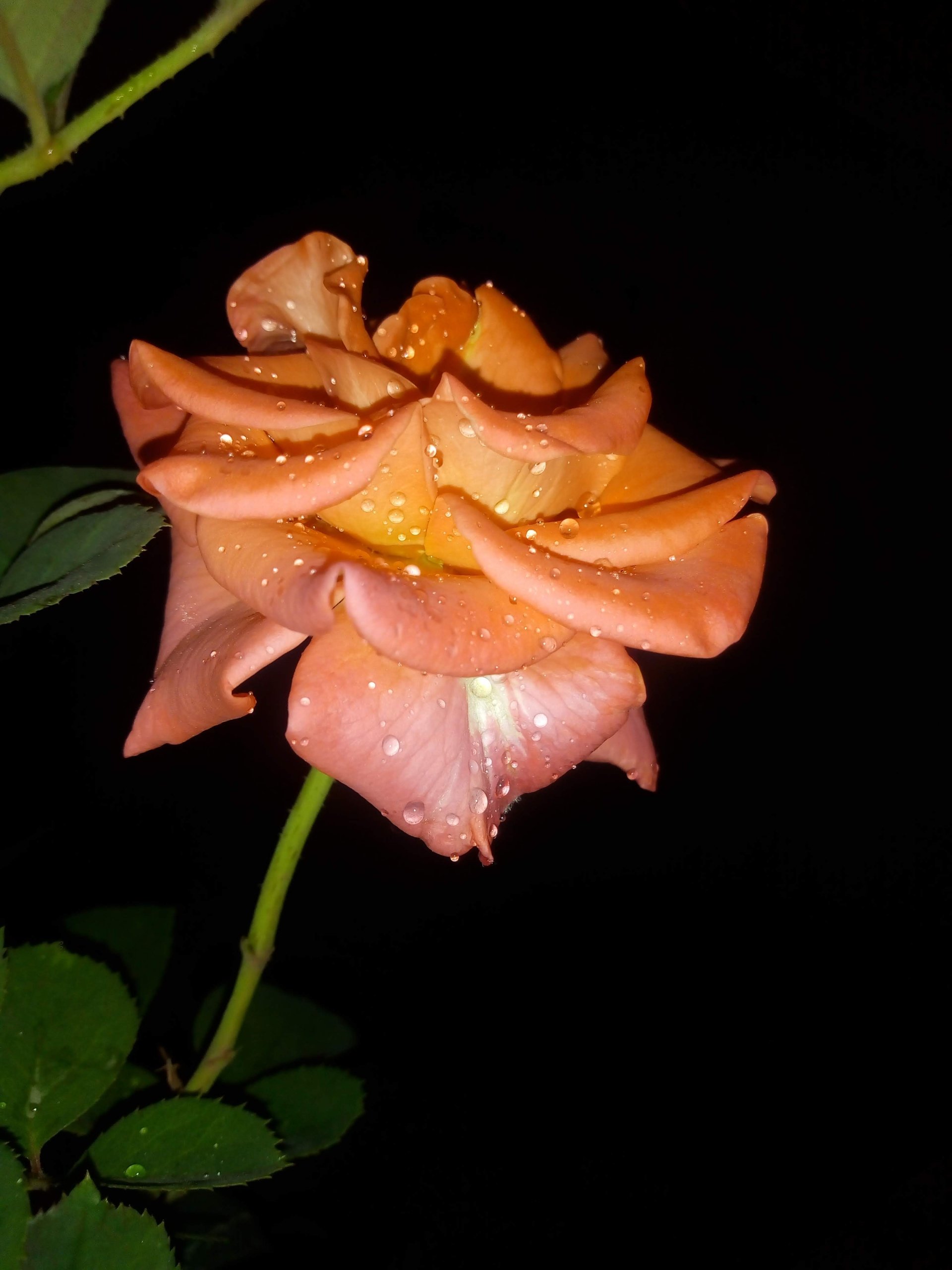 This is rose flower in my garden… by Ulasala thirumala rao