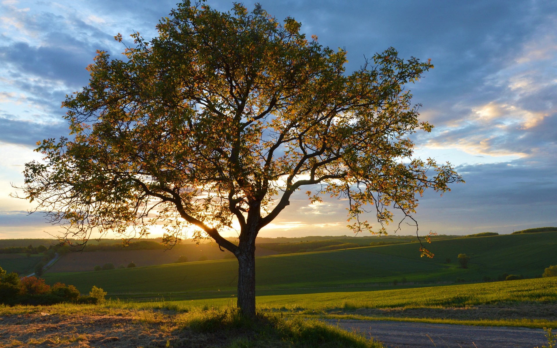 Download Nature Tree Image